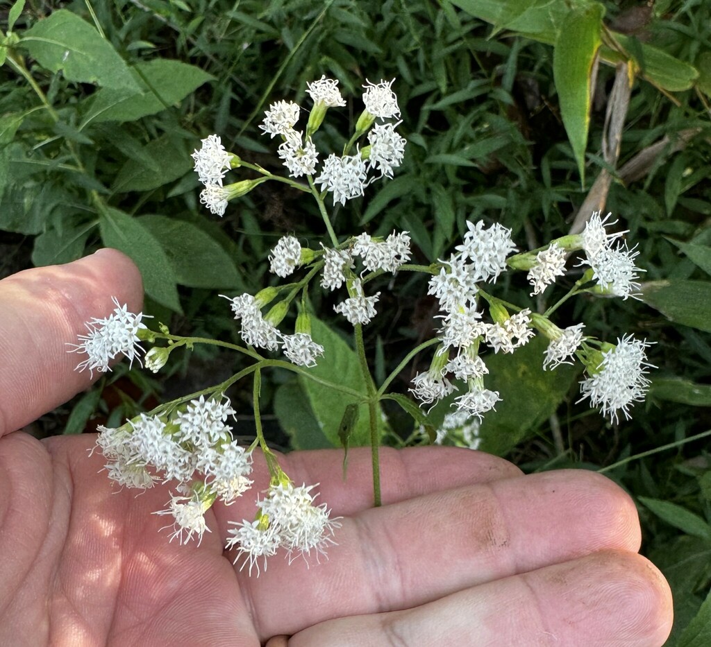 white snakeroot from Rock Springs Nature Trail, Natchez Trace Pkwy ...