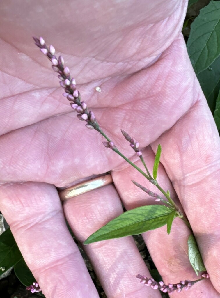 low smartweed from Rock Springs Nature Trail, Natchez Trace Pkwy ...