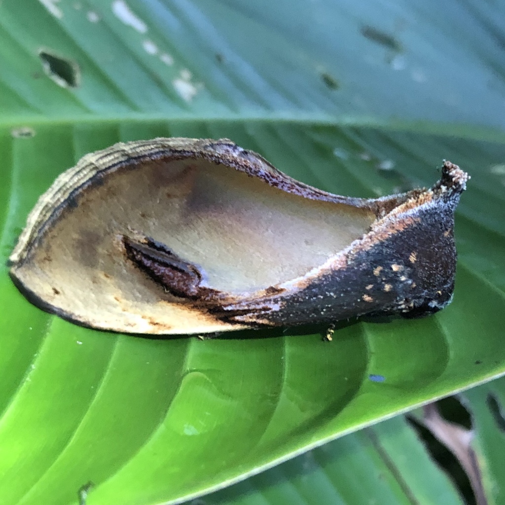 Crinodes (Lepidoptera - Operation Wallacea Calakmul) · iNaturalist