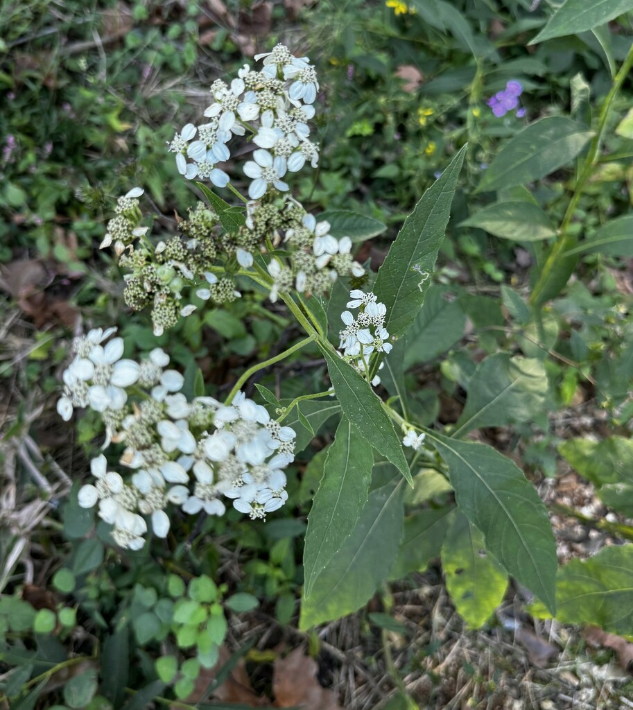 frostweed from Rock Springs Nature Trail, Natchez Trace Pkwy ...