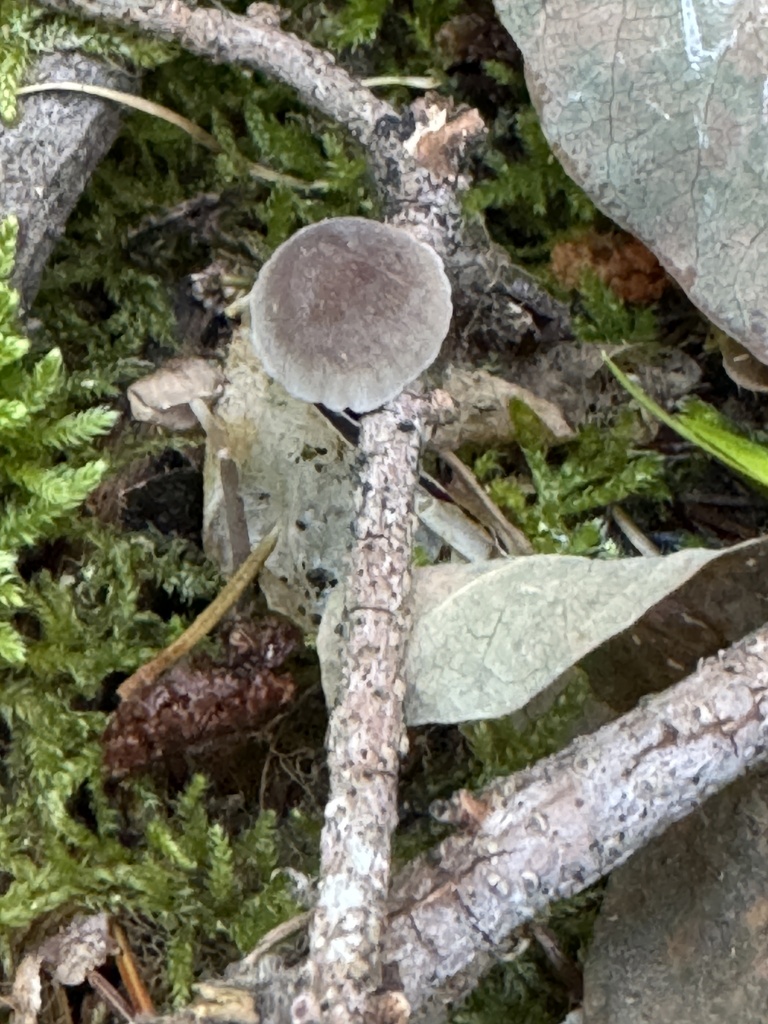 vampire's bane from Payette National Forest, McCall, ID, US on ...