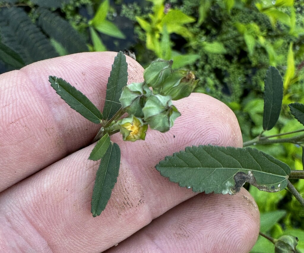 prickly fanpetals from Rock Springs Nature Trail, Natchez Trace Pkwy ...