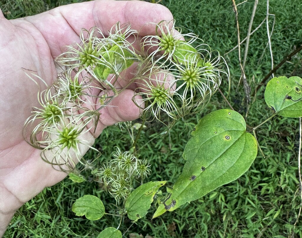 virgin's-bower from Rock Springs Nature Trail, Natchez Trace Pkwy ...