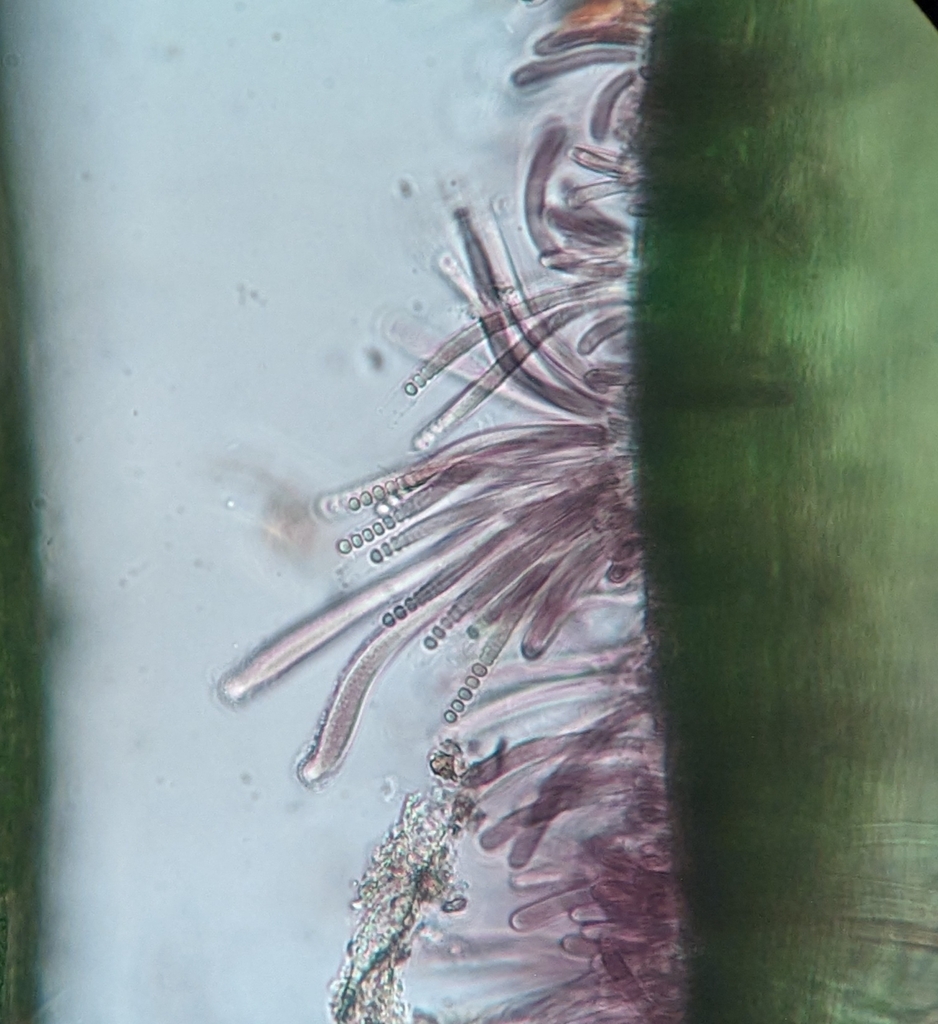 Chamaesiphon from Randle, WA 98377, USA on September 27, 2024 at 08:36 ...