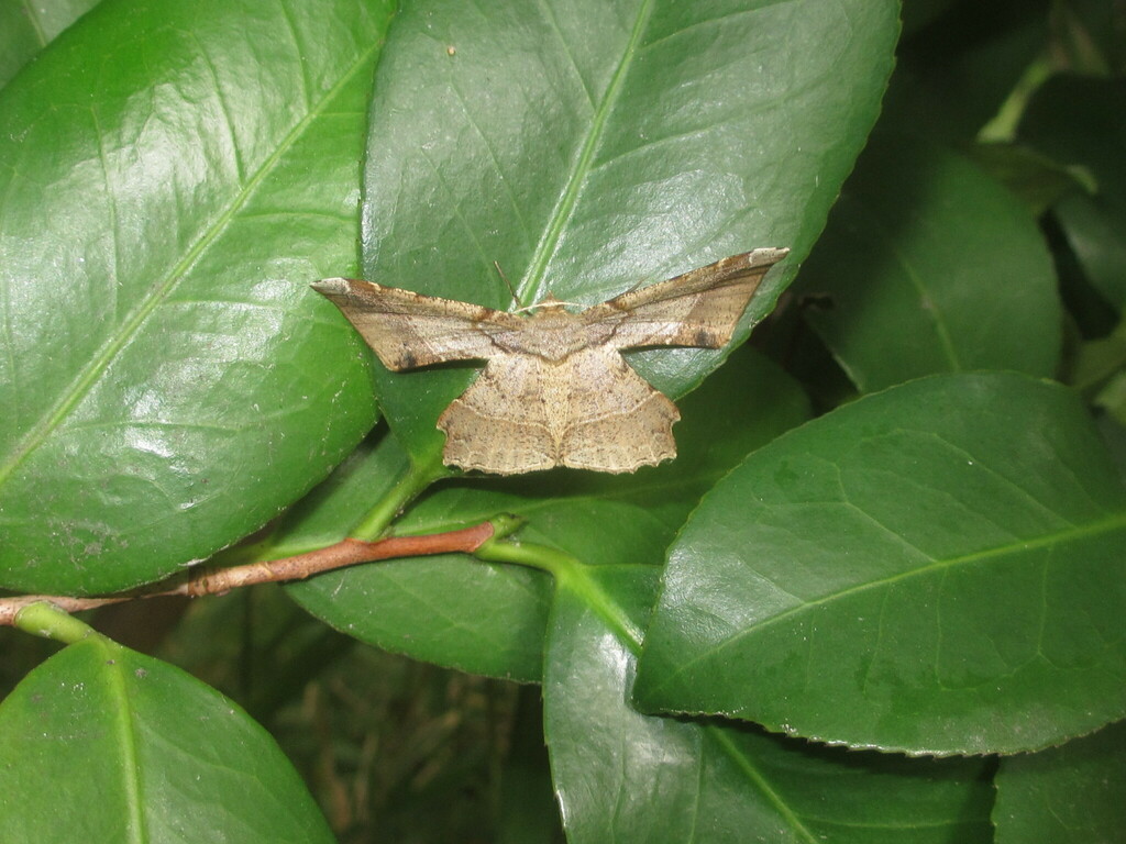 Krananda latimarginaria from 日本、〒140-0003 東京都品川区八潮 on September 28 ...