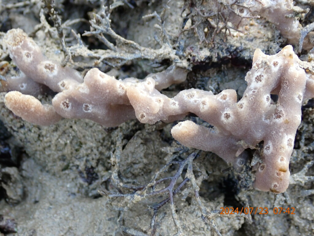 Callyspongia diffusa from Central, Singapore on July 23, 2024 at 07:42 ...