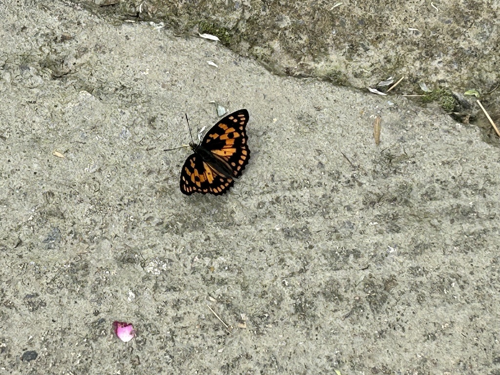 Sephisa princeps in June 2024 by nemohilo · iNaturalist