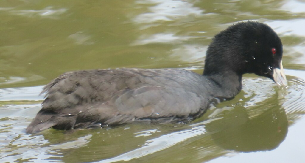 Australasian Coot from Breakout Creek Wetlands, South Australia ...