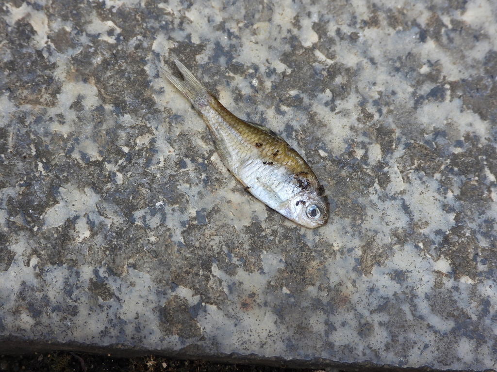 Bitterlings from Yuelu District, Changsha, Hunan, China on September 27 ...