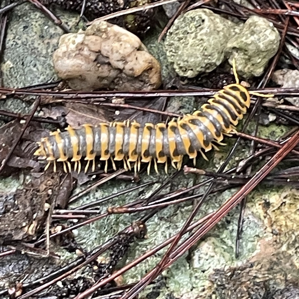 Cherry Millipedes from Nagura, Ishigaki, Okinawa, JP on September 28 ...