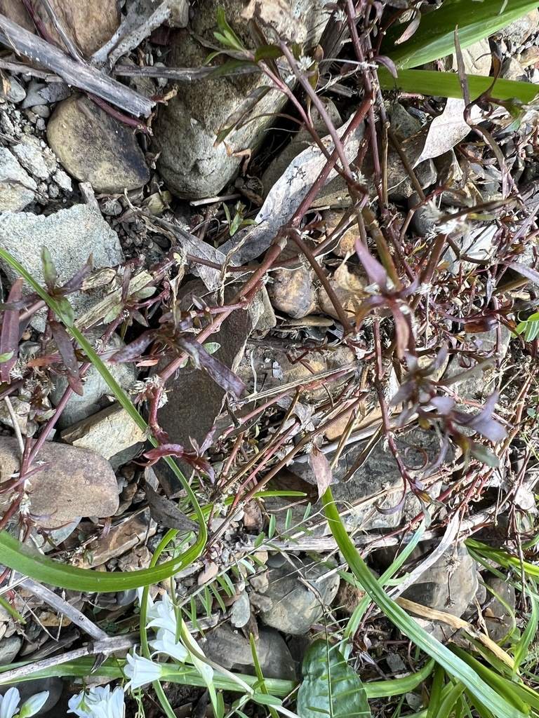 Lesser Joyweed from Plenty Gorge Park, Yarrambat, VIC, AU on September ...
