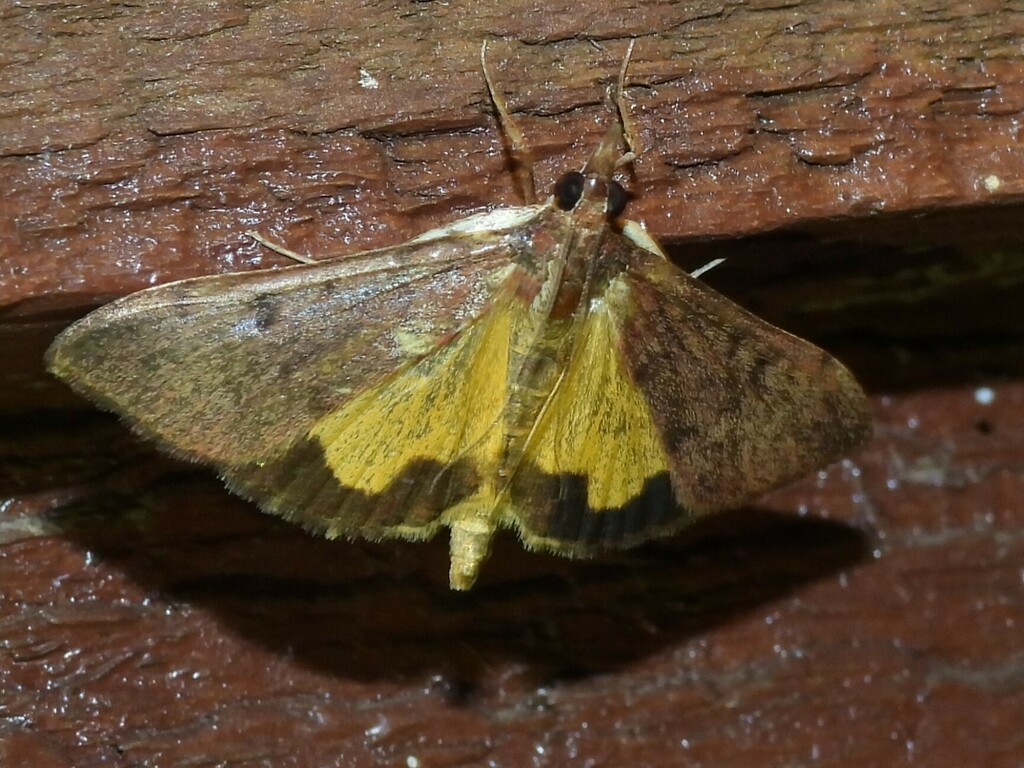 Tree Lucerne Moth from Coomba Park NSW 2428, Australia on September 28 ...
