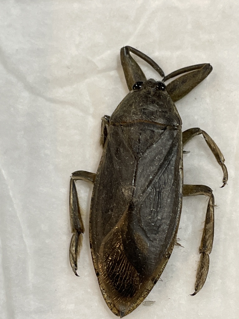 American Giant Water Bug from Sanders County, MT, US on September 28 ...