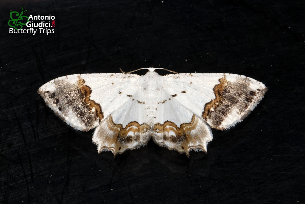 Epiplema bicaudata from Eaglenest Pass, Unnamed Road, 790003 on August ...