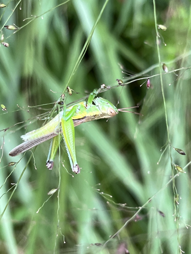 Chinese rice grasshopper in September 2024 by Nakatada Wachi · iNaturalist