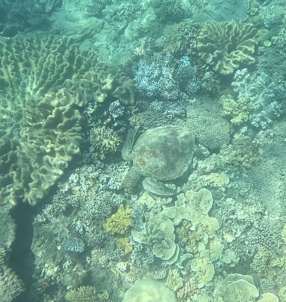 Green Sea Turtle from Fitzroy Island on September 20, 2024 at 11:14 AM ...
