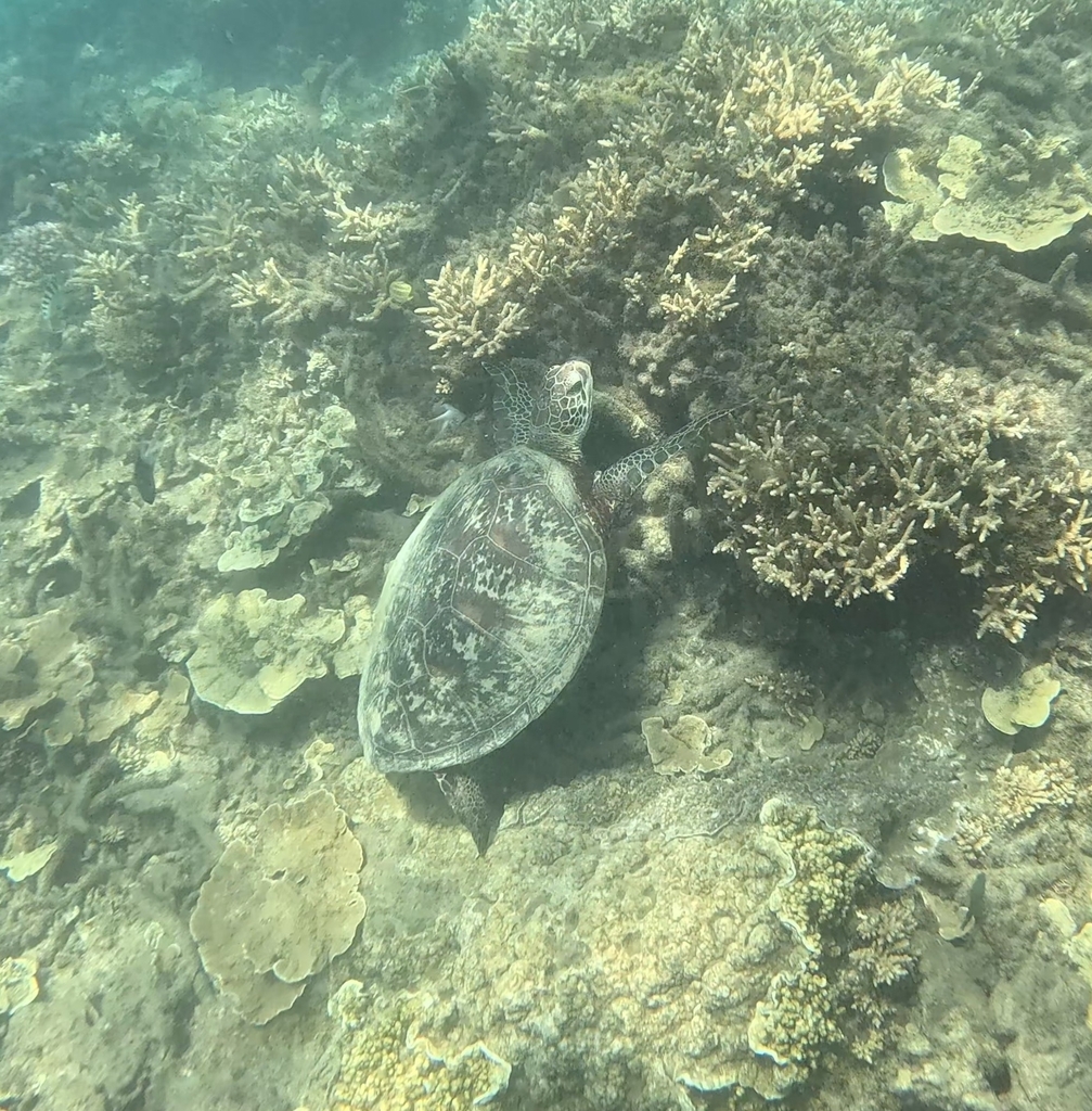 Green Sea Turtle from Fitzroy Island QLD, Australia on September 20 ...