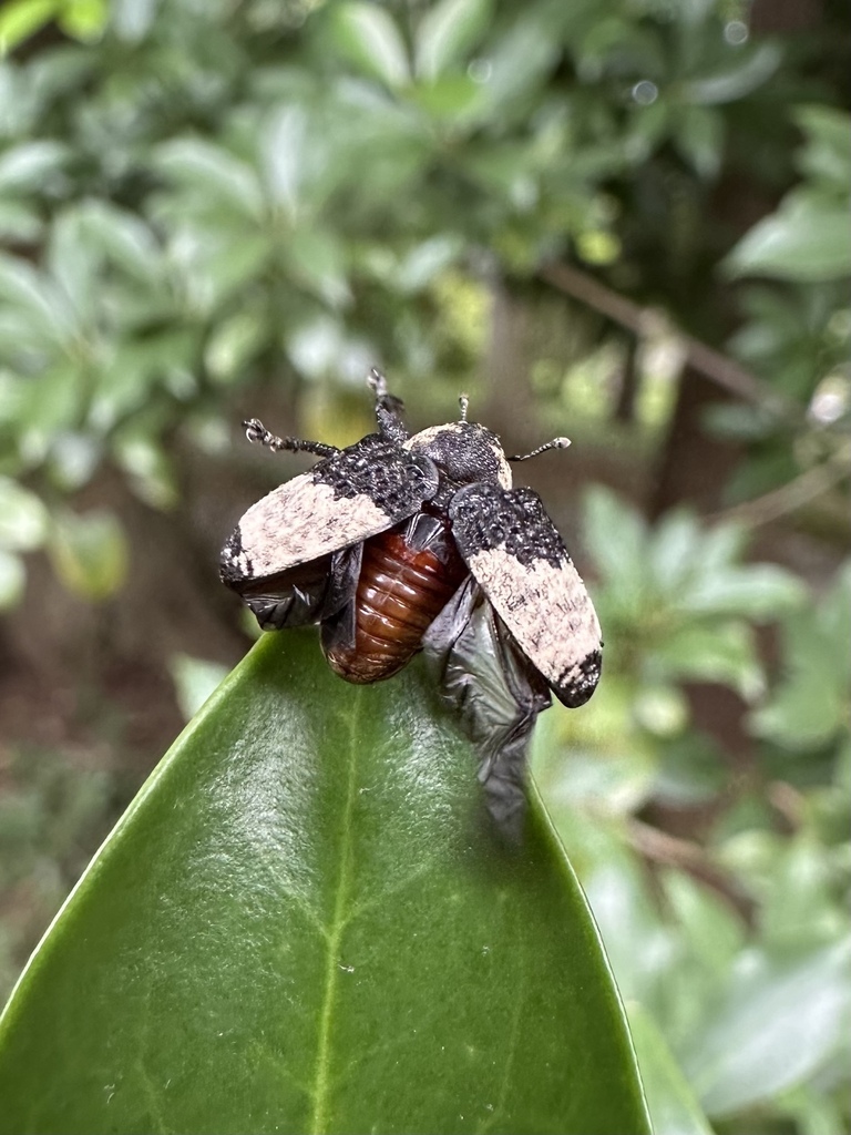 Sternuchopsis trifida from 麗澤大学, 柏市, 千葉県, JP on September 28, 2024 at ...