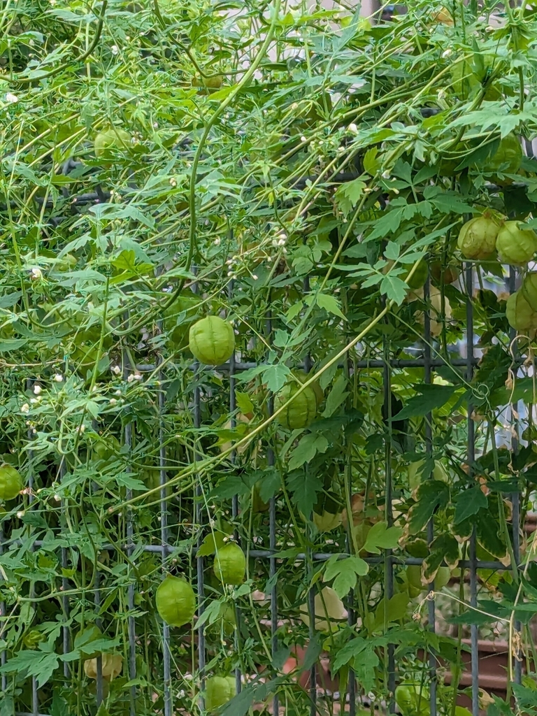 Lesser Balloon Vine from 日本 〒144-0052 on September 28, 2024 at 12:29 PM ...
