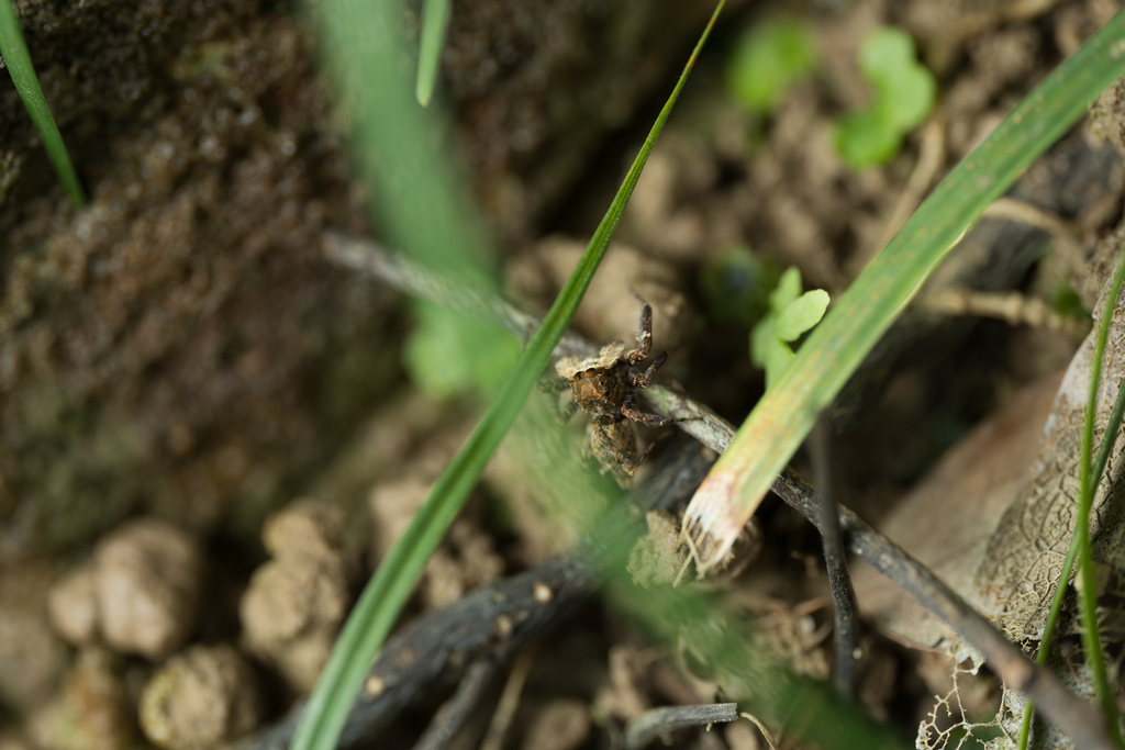 Dandy Spiders in September 2024 by tkp123 · iNaturalist