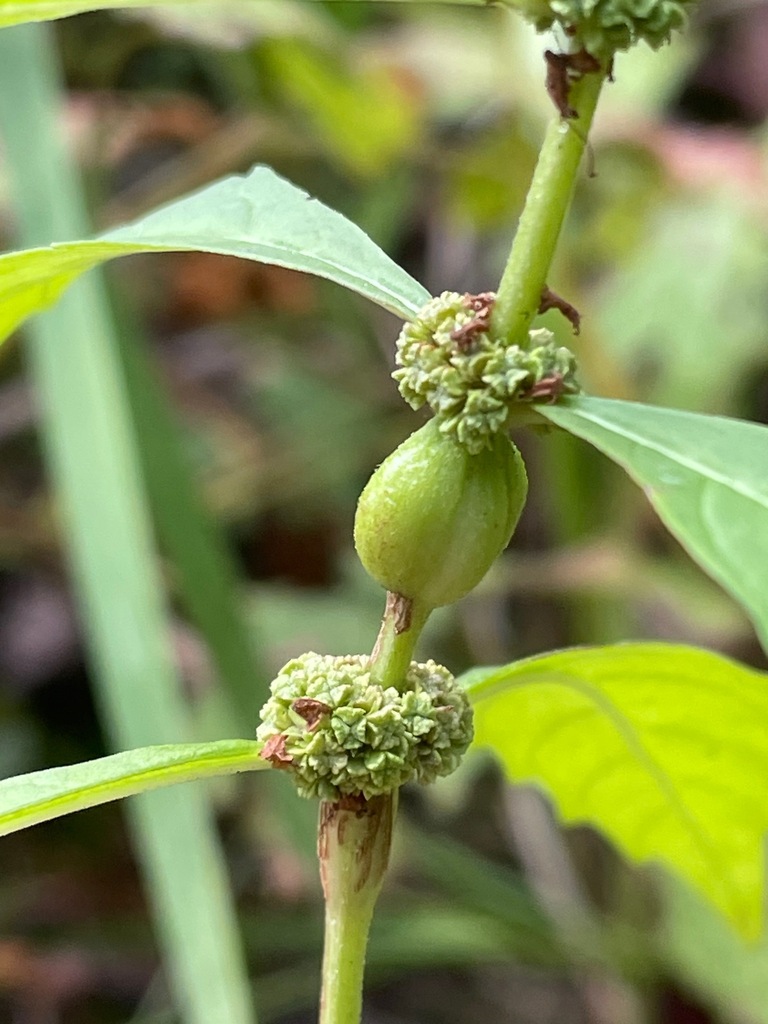 Neolasioptera from St. Albans Town, VT, USA on September 27, 2024 at 12 ...