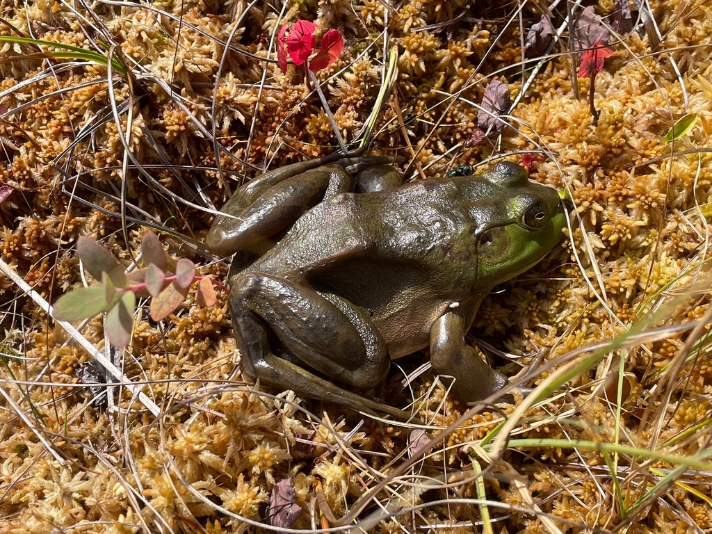 American Bullfrog from St. Albans Town, VT, USA on September 27, 2024 ...