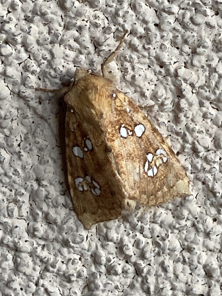 Ash Tip Borer Moth from Waterdam Plaza, Canonsburg, PA, US on September ...