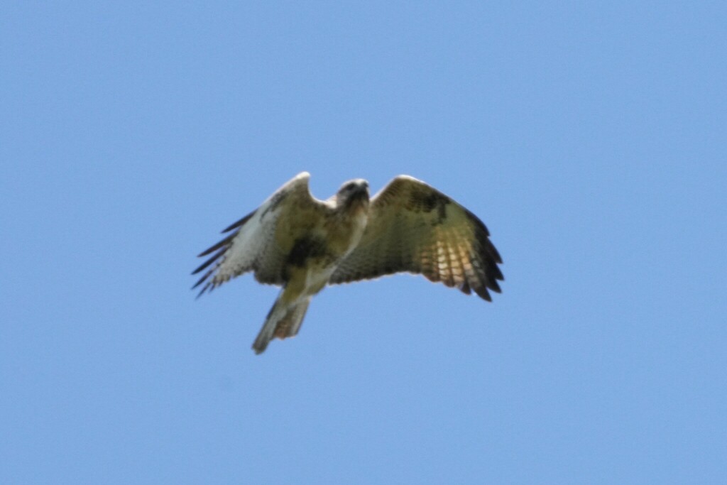 Eastern Buzzard in September 2024 by kohanabachi · iNaturalist