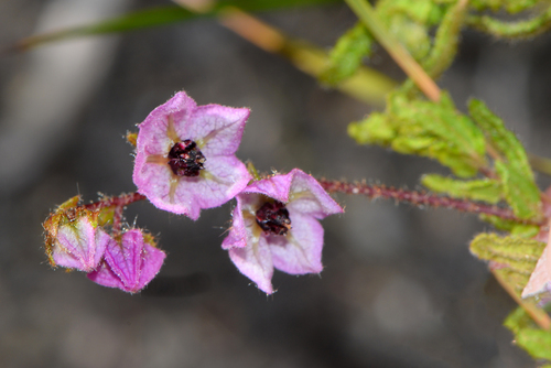 Thomasia rulingioides · NaturaLista Colombia