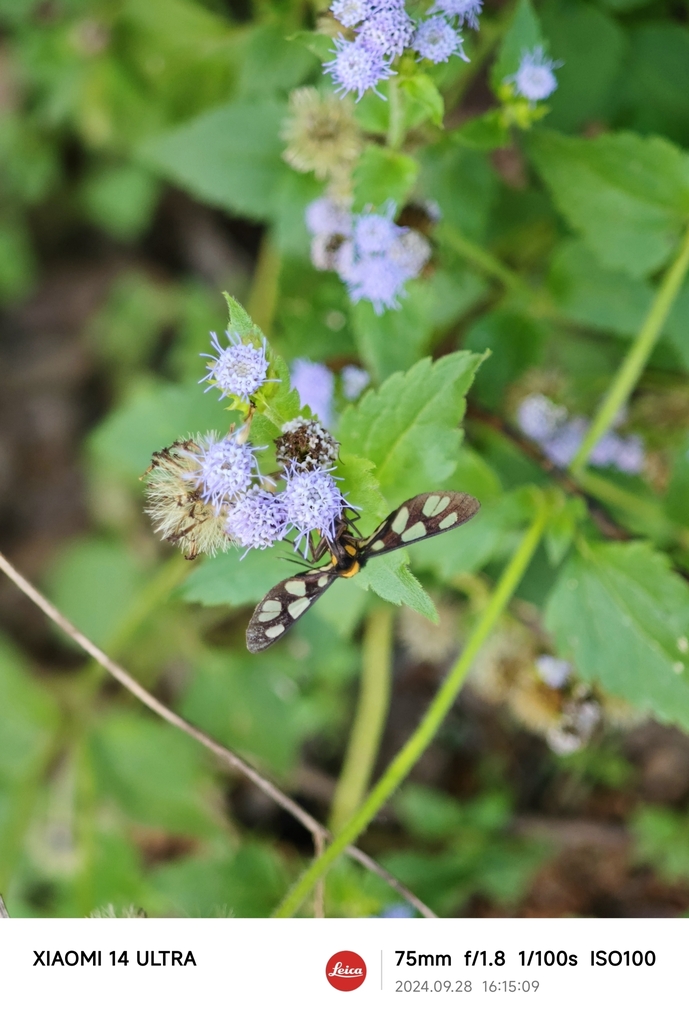Amata germana from 江西省赣州市会昌县筠门岭镇206国道 on September 28, 2024 at 04:15 PM ...