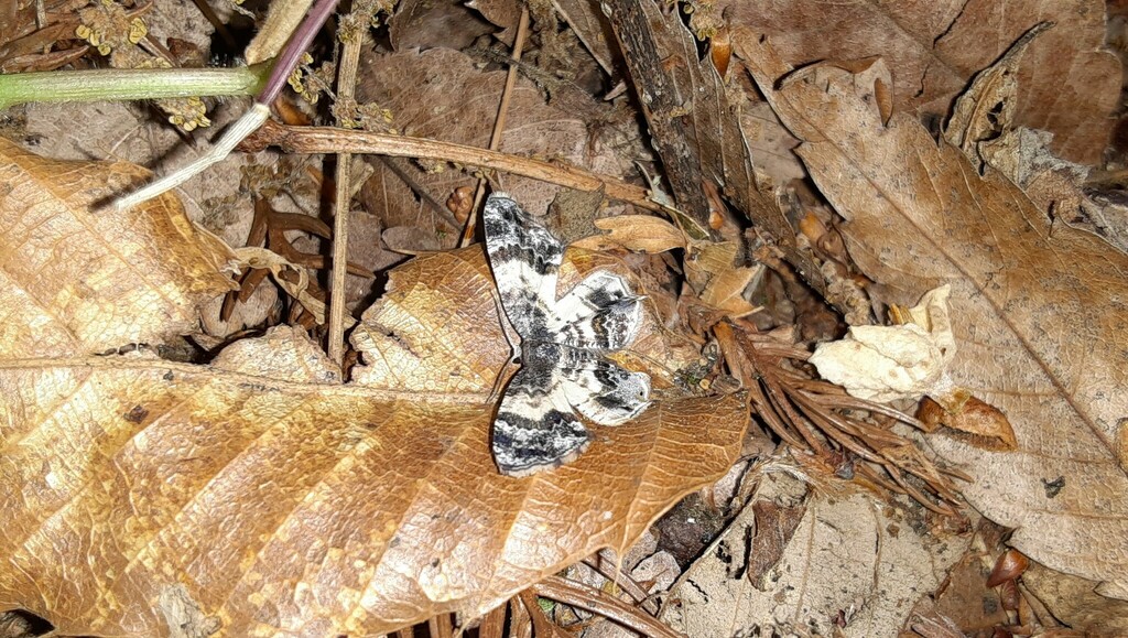 Epiplema styx from Oyama, Fukushima, 960-8252, Japan on May 26, 2024 at ...
