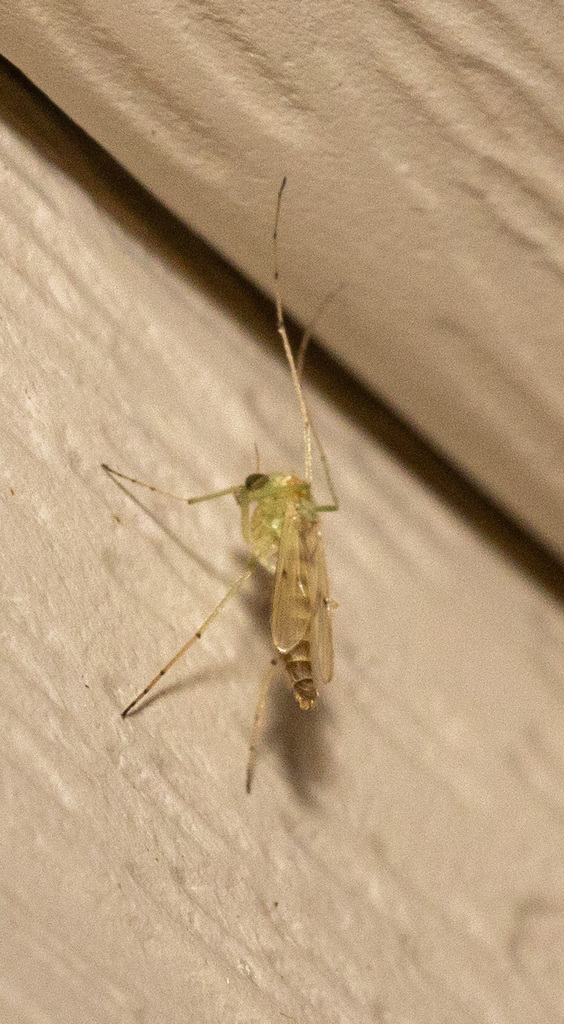 Non-biting Midges from Centerville, OH, USA on September 27, 2024 at 08 ...