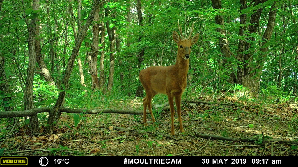 Eastern Roe Deer from 800 Bonghwa-ro, Anheung-myeon, Hoengseon, Gangwon ...