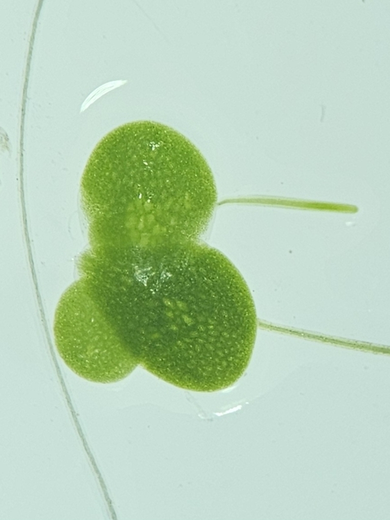 Common Duckweed from Thessalon, ON, Canada on September 20, 2024 at 07: ...