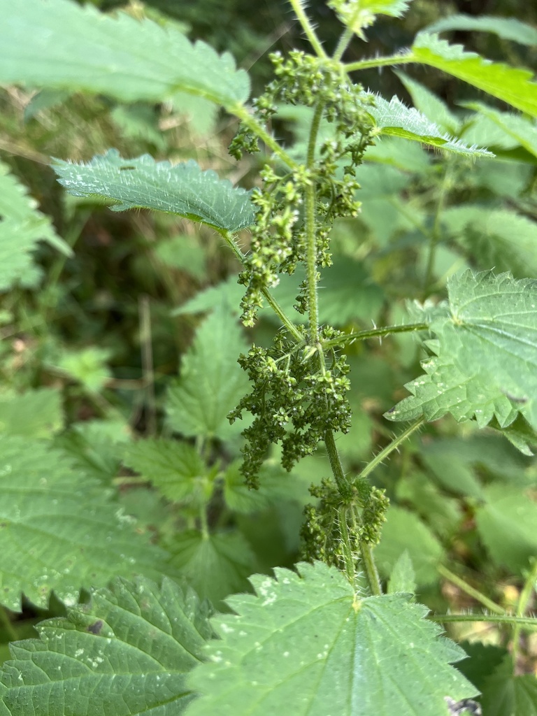 great stinging nettle from Standen House and Garden, East Grinstead ...