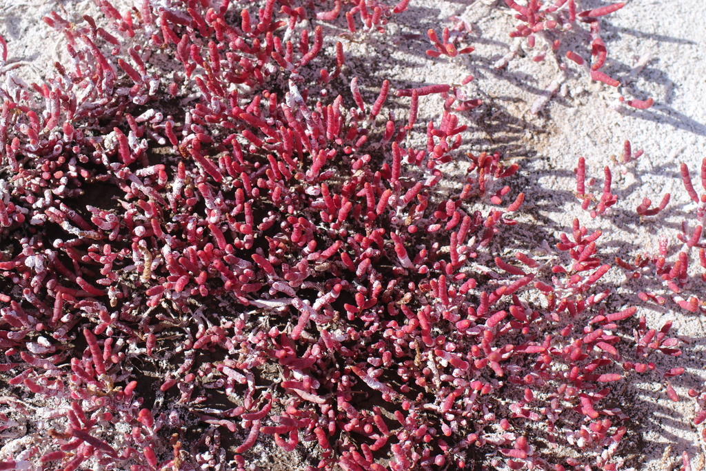 red glasswort from Park County, CO, USA on September 27, 2024 at 03:26 ...