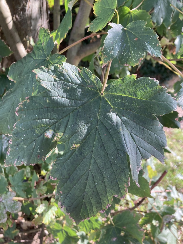 sycamore maple from Chalkdell Fields, St Albans, England, GB on ...