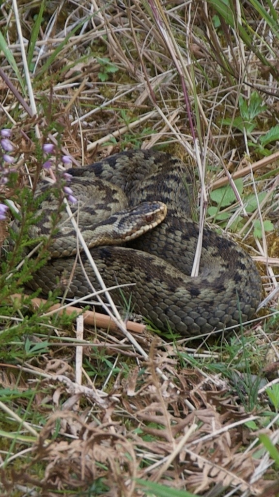 Adder from Hamsterley Forest, Bishop Auckland, England, GB on August 17 ...