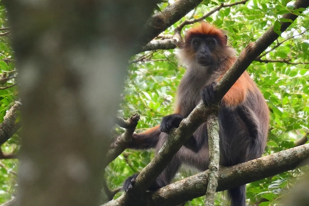Semliki Red Colobus in August 2023 by mark_spence · iNaturalist