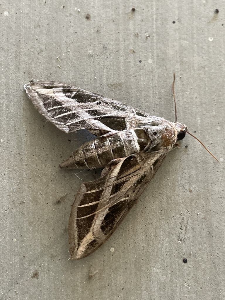 Vine Sphinx from Park Rd 2, Ganado, TX, US on September 28, 2024 at 09: ...