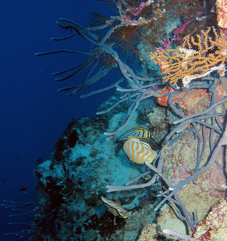 Meyer's Butterflyfish from Pulau Menjangan, Bali, Indonesia on ...