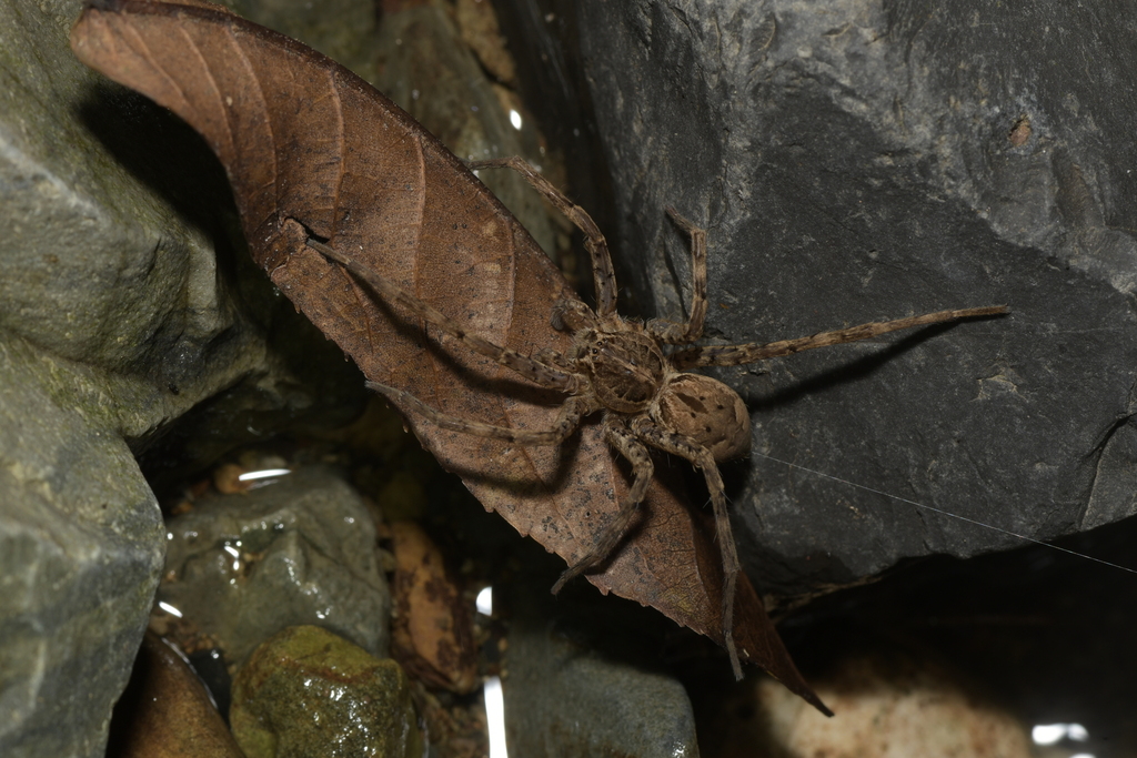 RTA Clade Spiders from 南京蒋家湾 on September 28, 2024 at 08:33 PM by ...