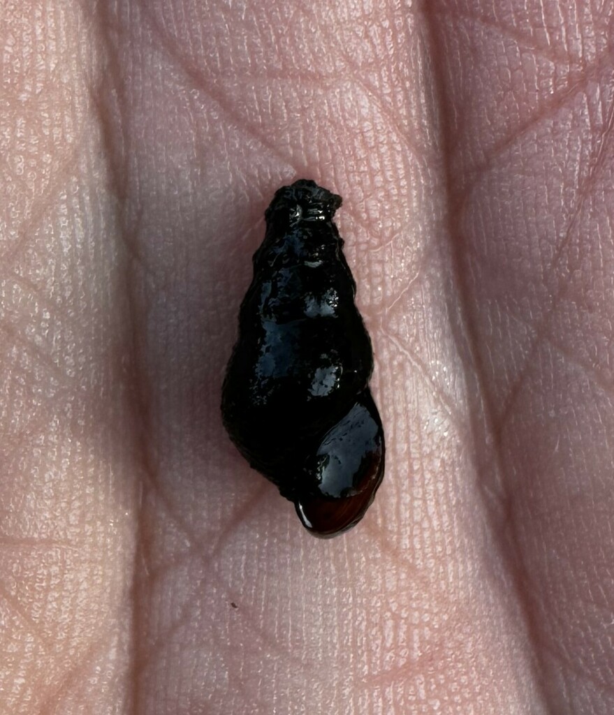 Sooty Elimia from Rock Springs Nature Trail, Natchez Trace Pkwy ...