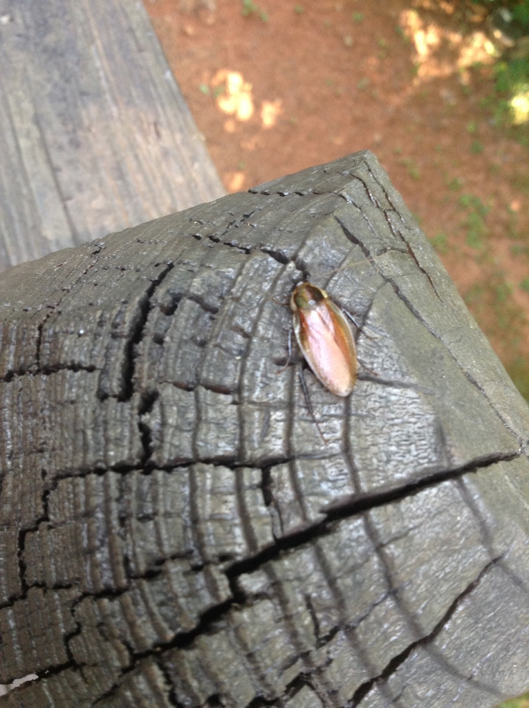German Cockroach from Chattahoochee National Forest, Blue Ridge, GA, US ...