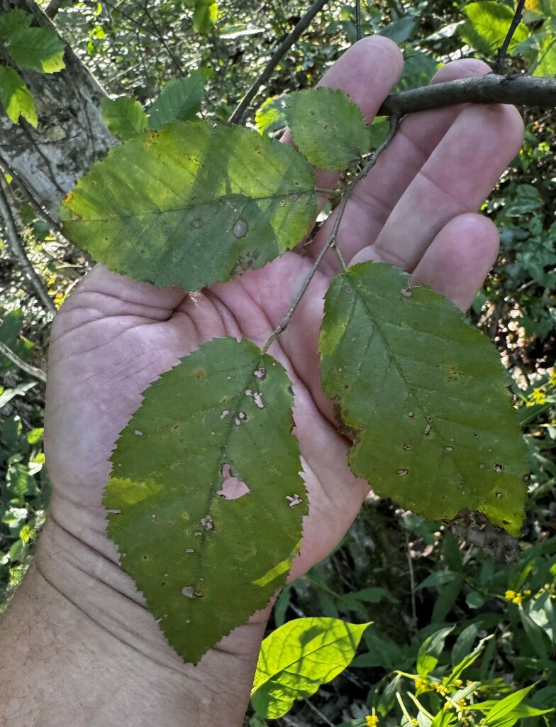 American hornbeam from Rock Springs Nature Trail, Natchez Trace Pkwy ...