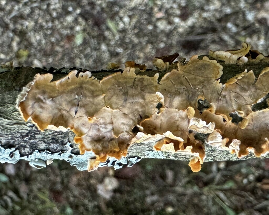 crowded parchment from Rock Springs Nature Trail, Natchez Trace Pkwy ...