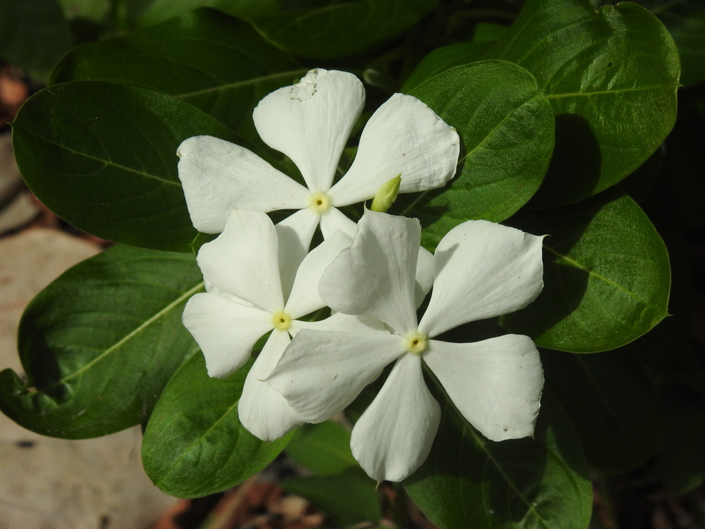 Madagascar Periwinkle from Downtown Miami, Miami, FL, USA on May 1 ...