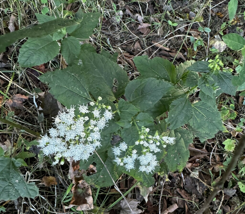 white snakeroot from Rock Springs Nature Trail, Natchez Trace Pkwy ...