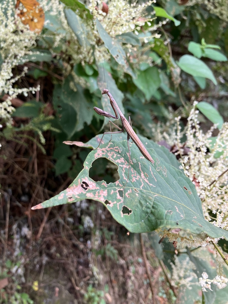 Statilia maculata maculata in September 2024 by tako_ant · iNaturalist