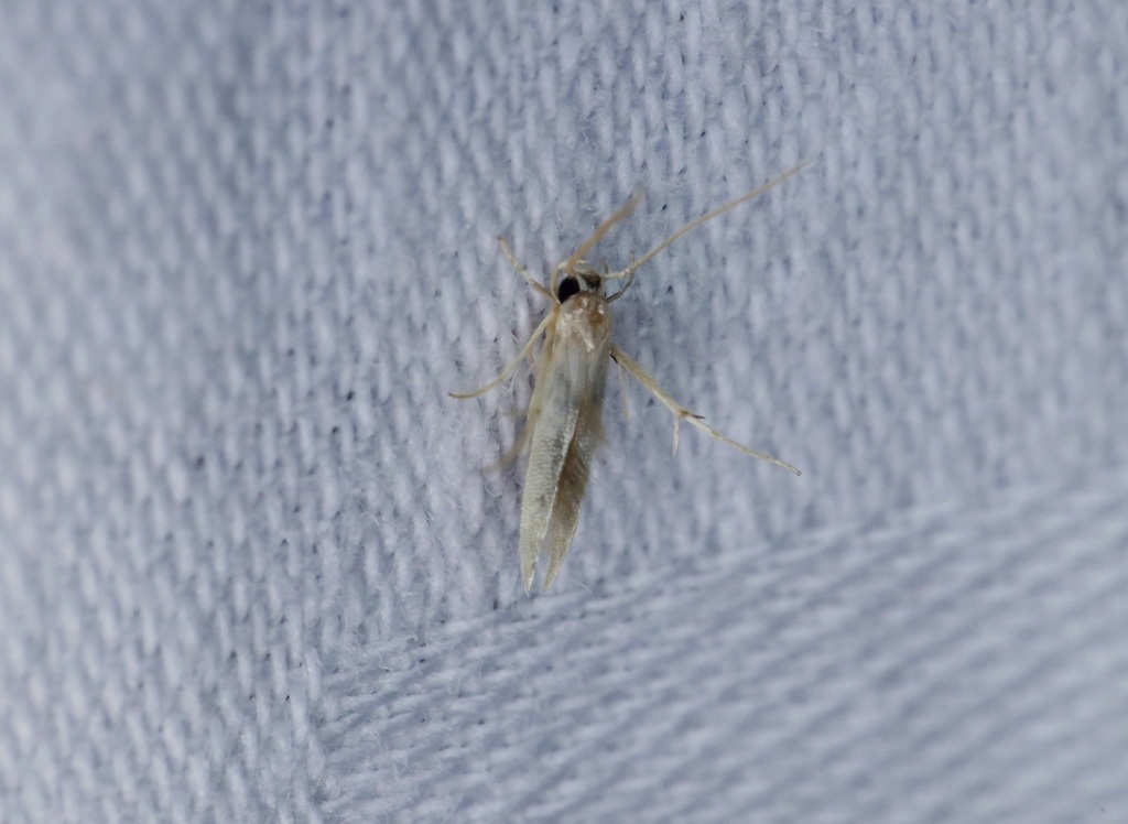 Feather-legged Moths from Clear Water Bay, Hong Kong on June 30, 2019 ...